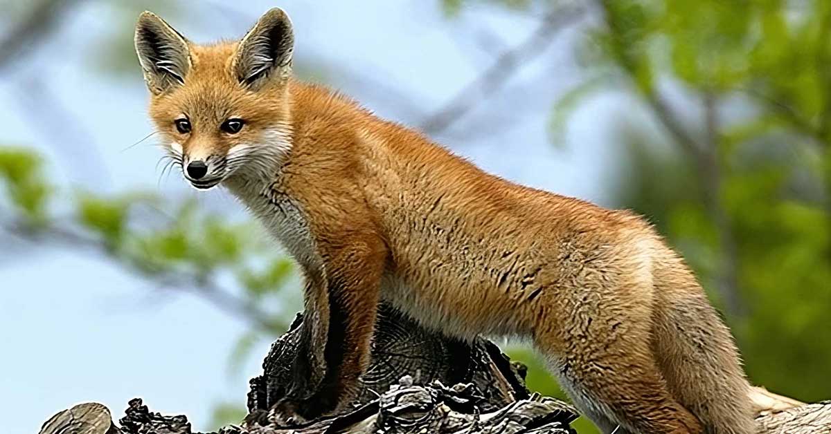 2nd Quarter 2023 - Foxy